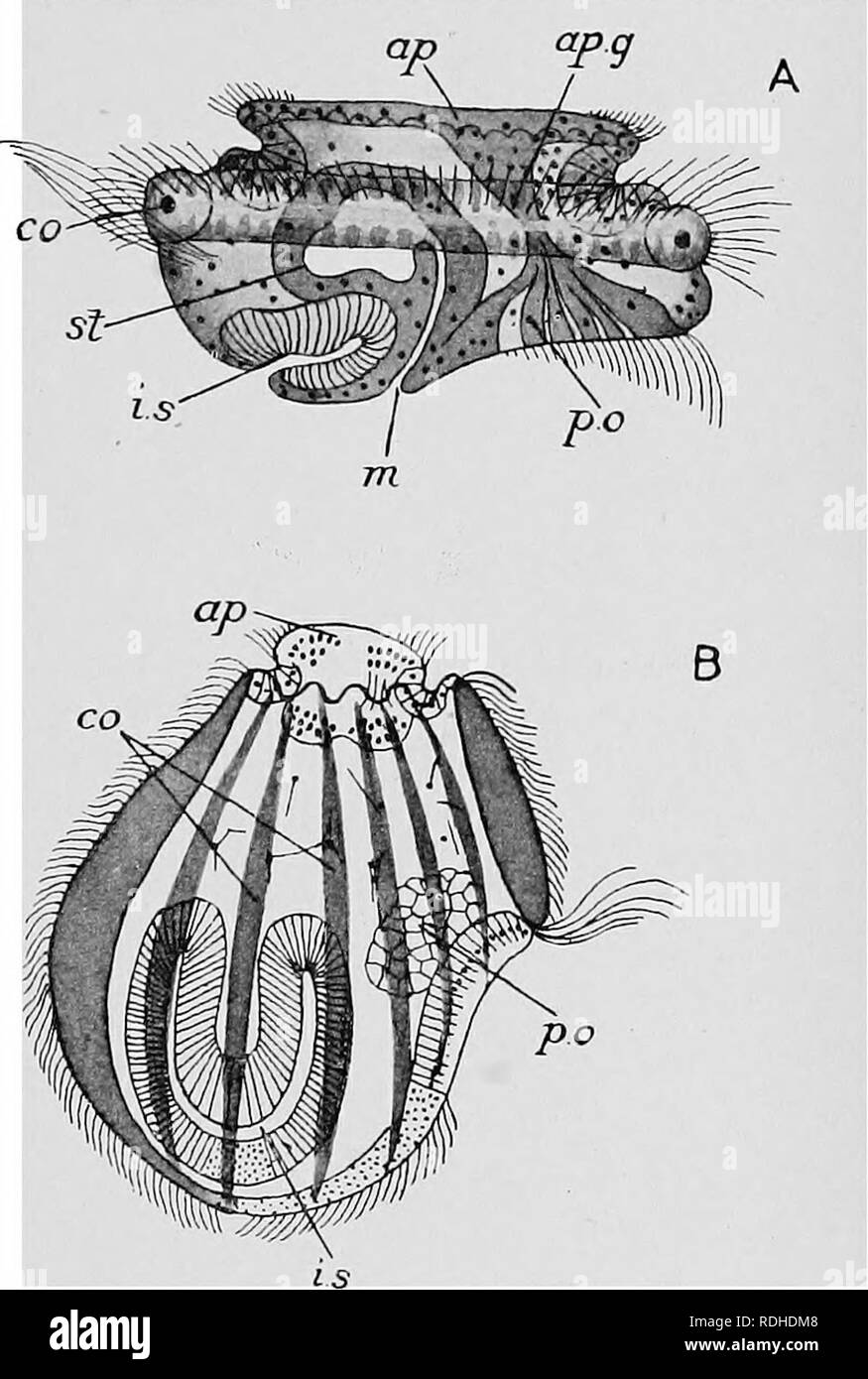 Larva bivalve Black and White Stock Photos & Images - Alamy