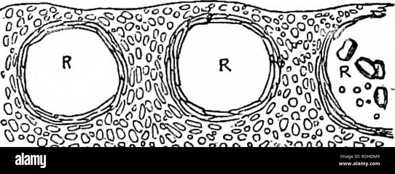 . The plant, an illustration of the organic life of the animal. Biology ...