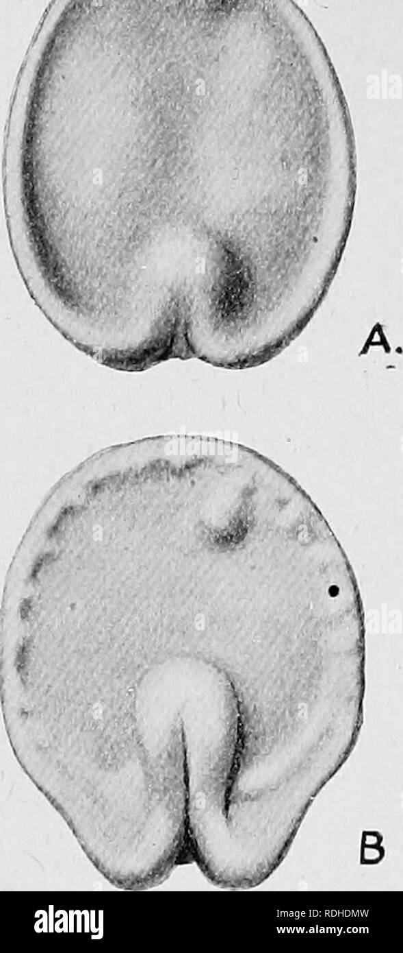 . Text-book of embryology. Embryology. 560 EMBEYOLOGY OF THE LOWEE ...