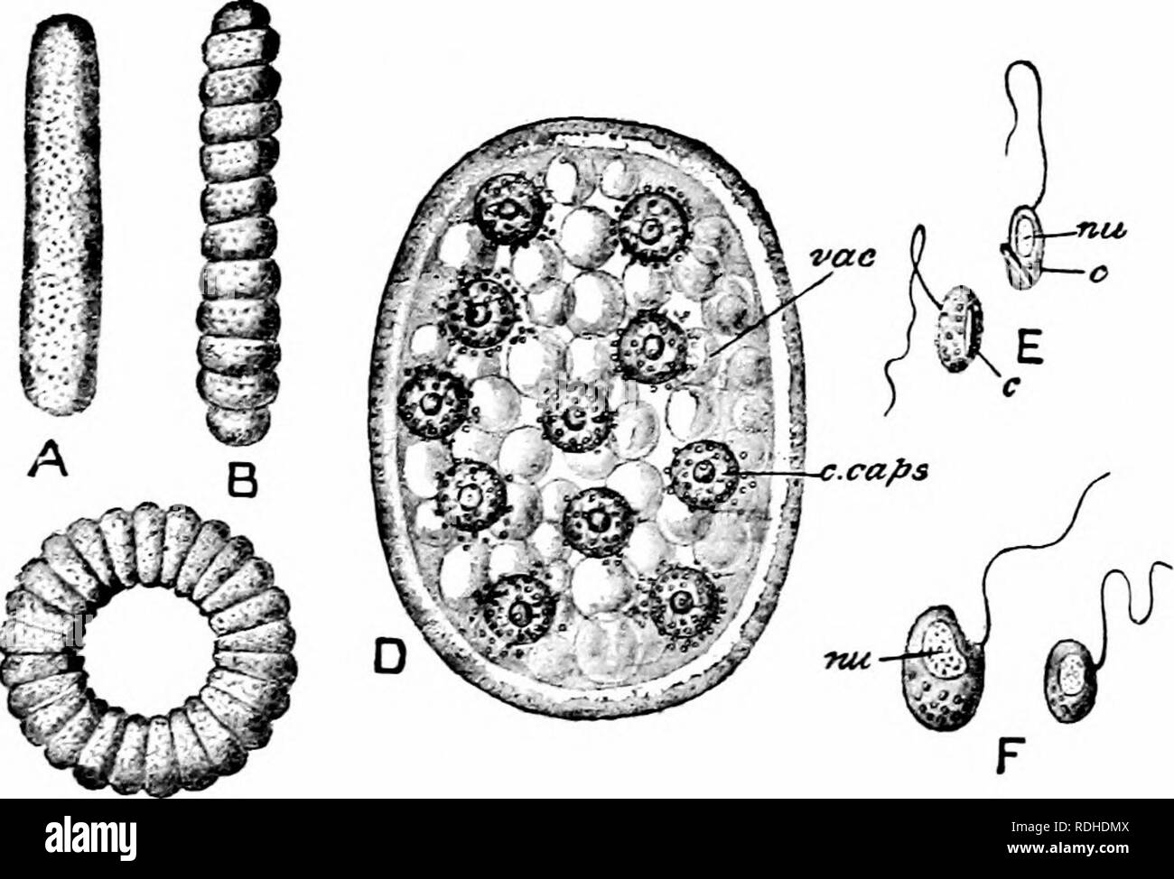 Radiolaria Labeled