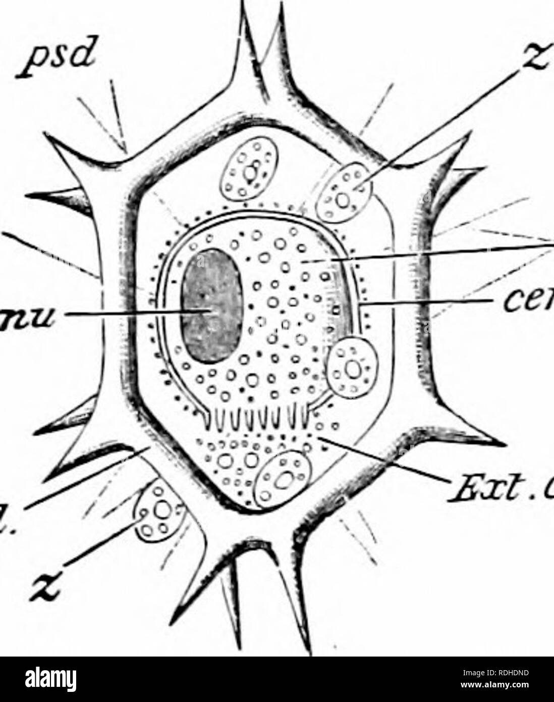 Radiolarian Slide Labeled