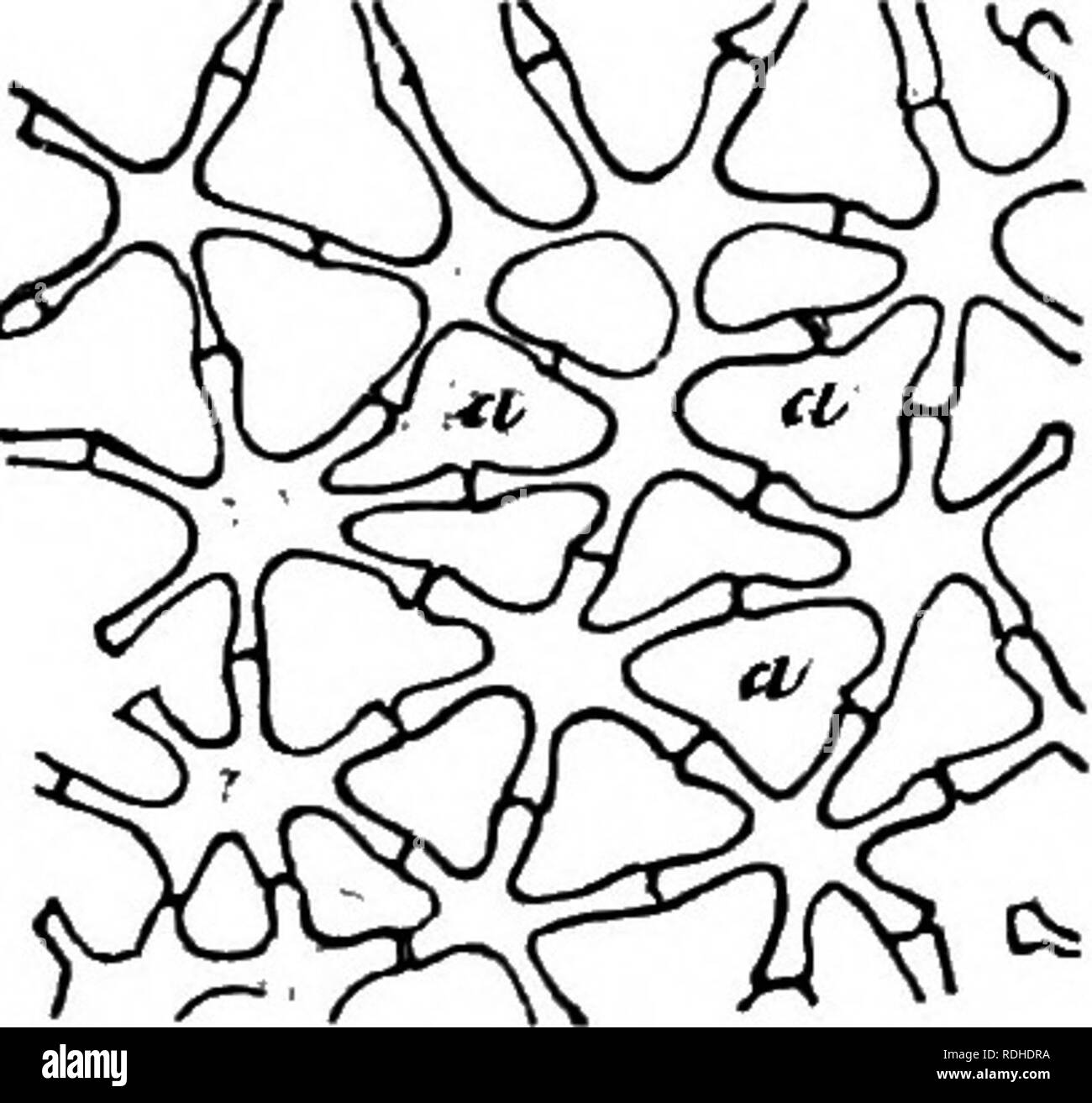 Stellate cells hi-res stock photography and images - Alamy