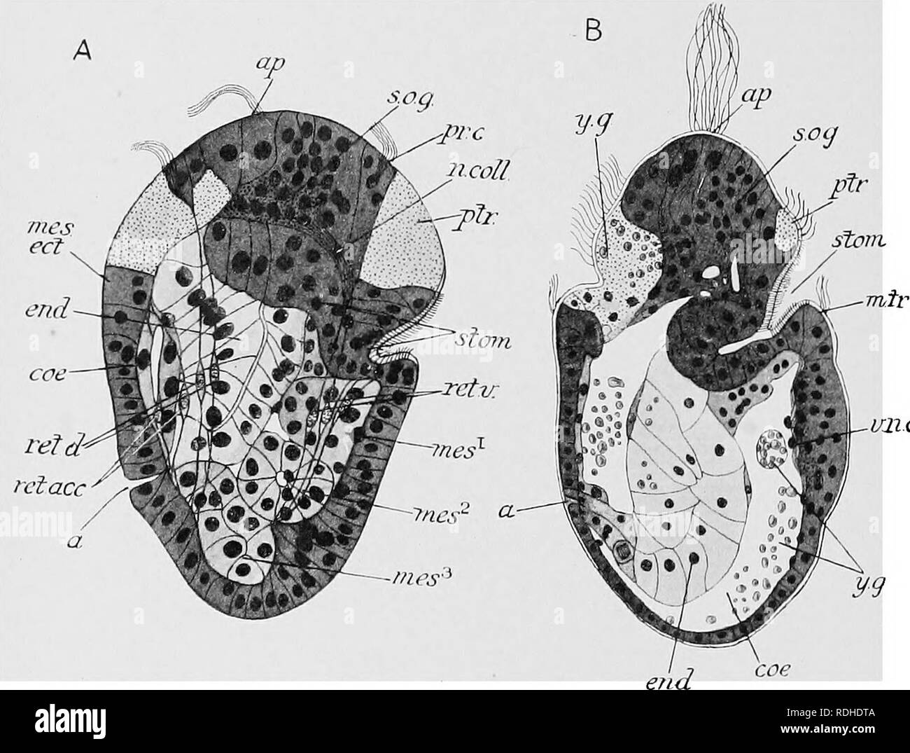 . Text-book of embryology. Embryology. 378 INVEETEBEATA CHAP. {y.g, Fig ...