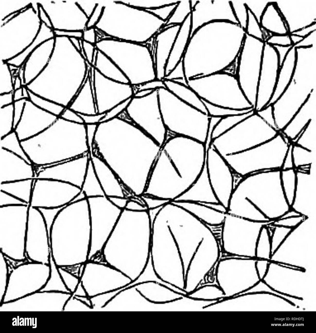 . The plant, an illustration of the organic life of the animal. Biology ...