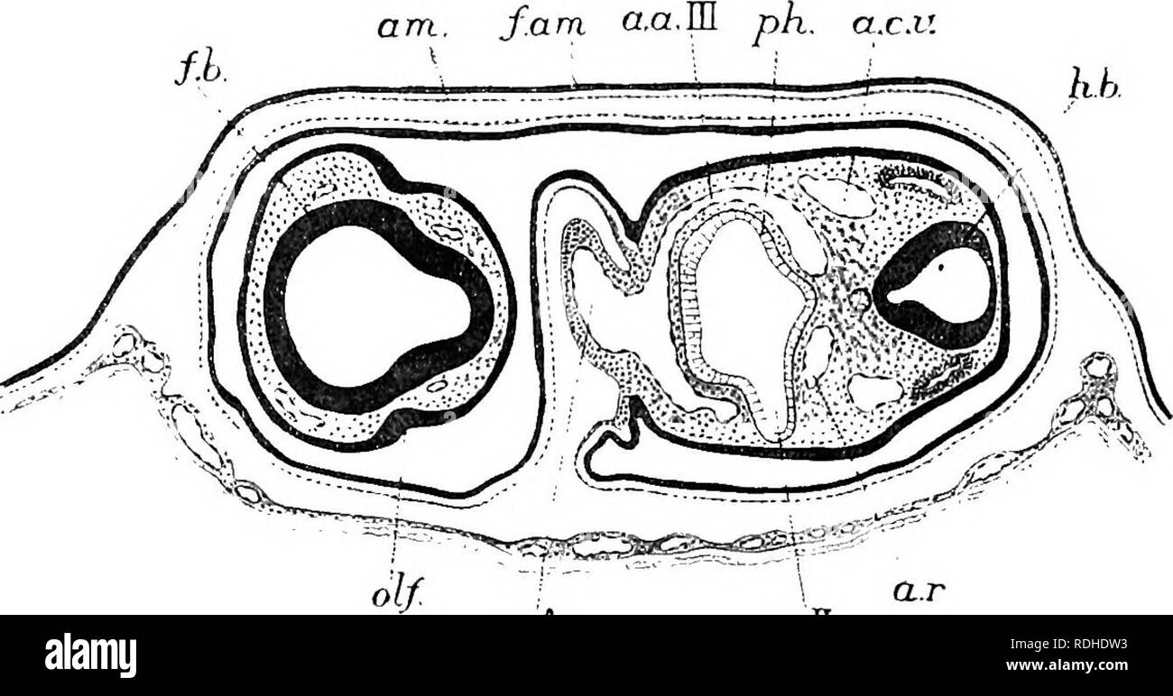 Dimple cleft Black and White Stock Photos & Images - Alamy