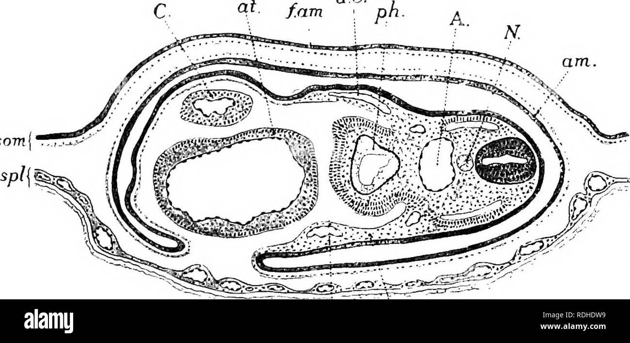 . Text-book of embryology. Embryology. 540 EMBEYOLOGY OF THE LOWEE ...