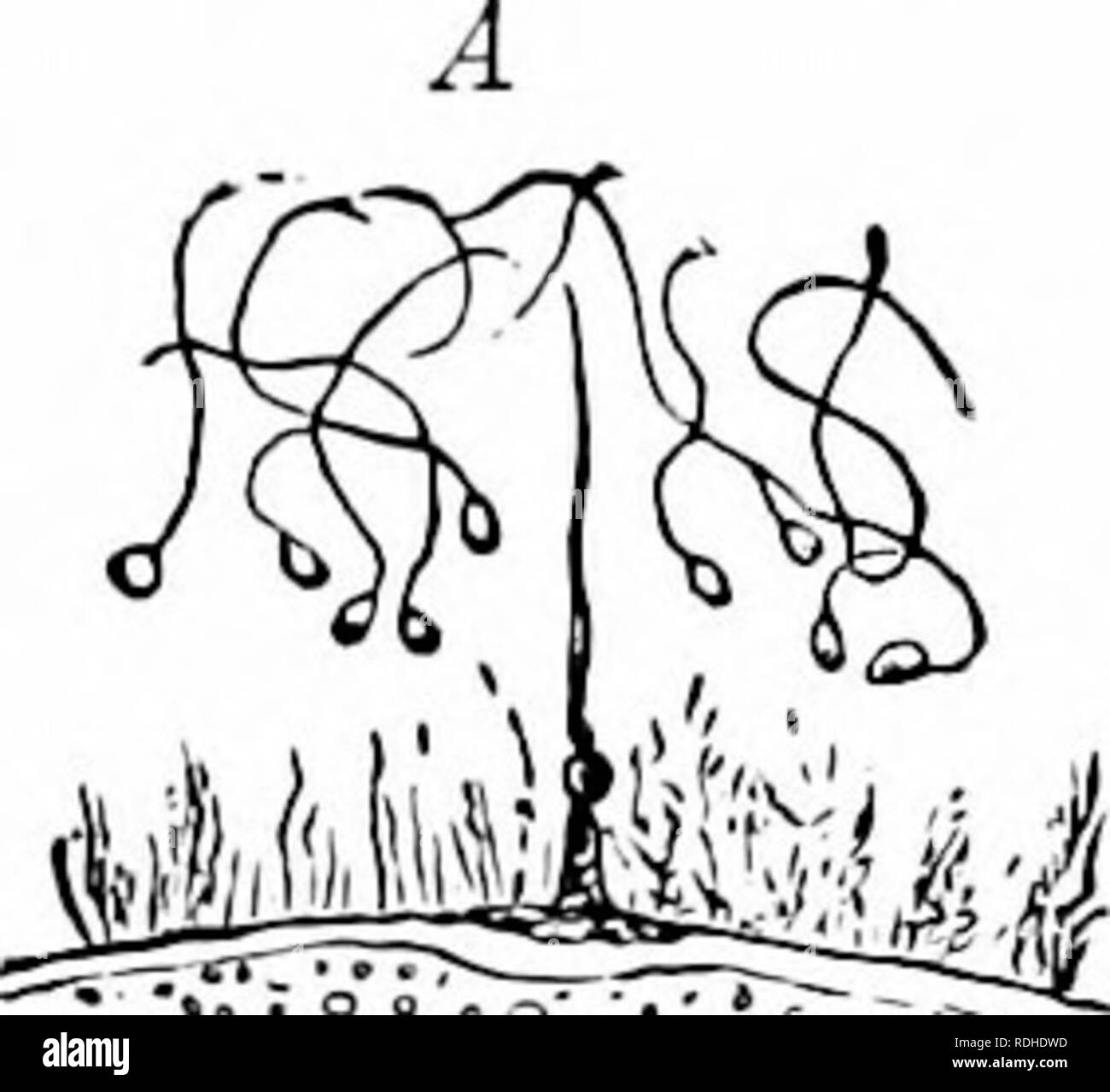 Polyspermy hi-res stock photography and images - Alamy