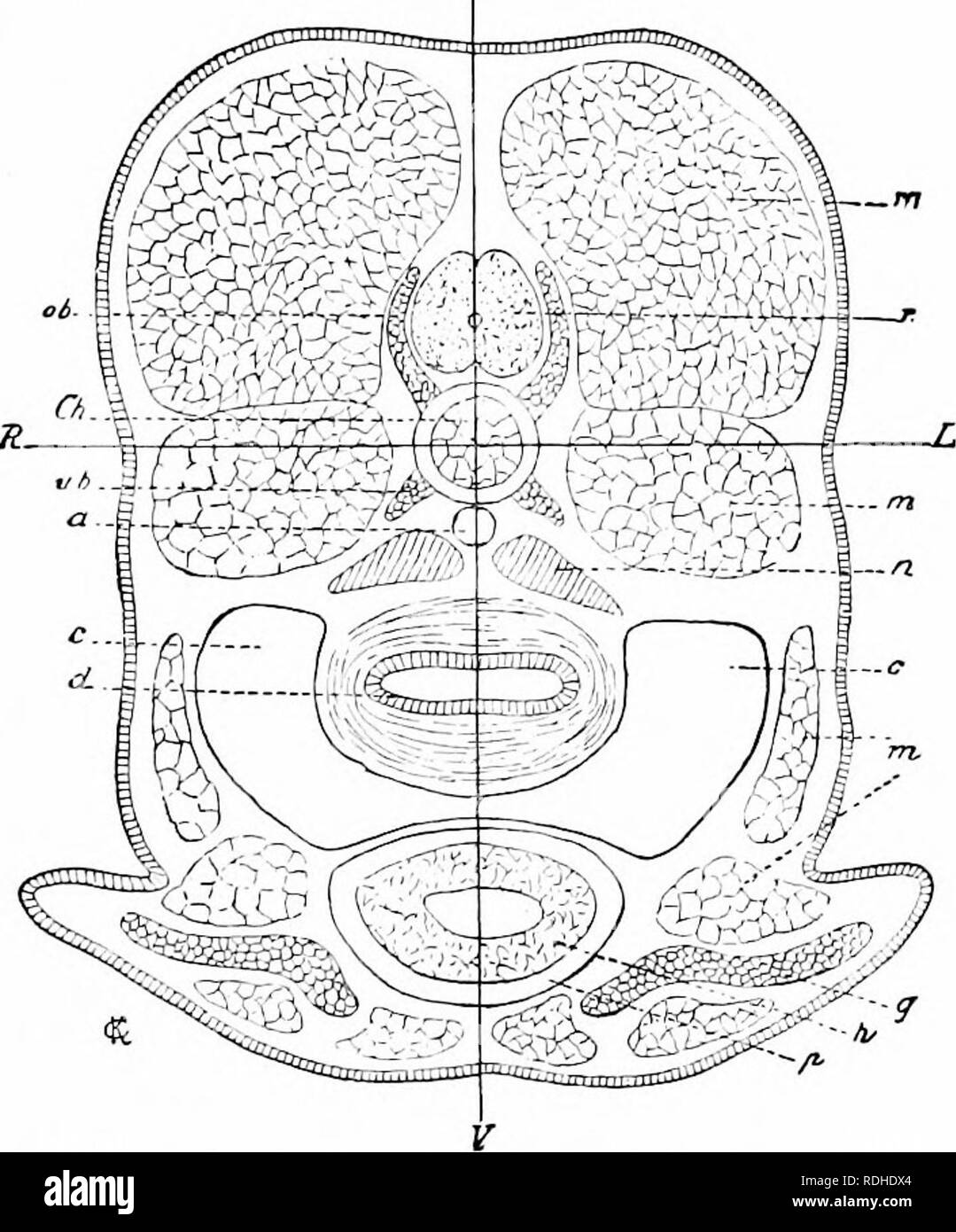 . A manual of zoology. Zoology. Fig. 91.—Section of a young sea anemone ...
