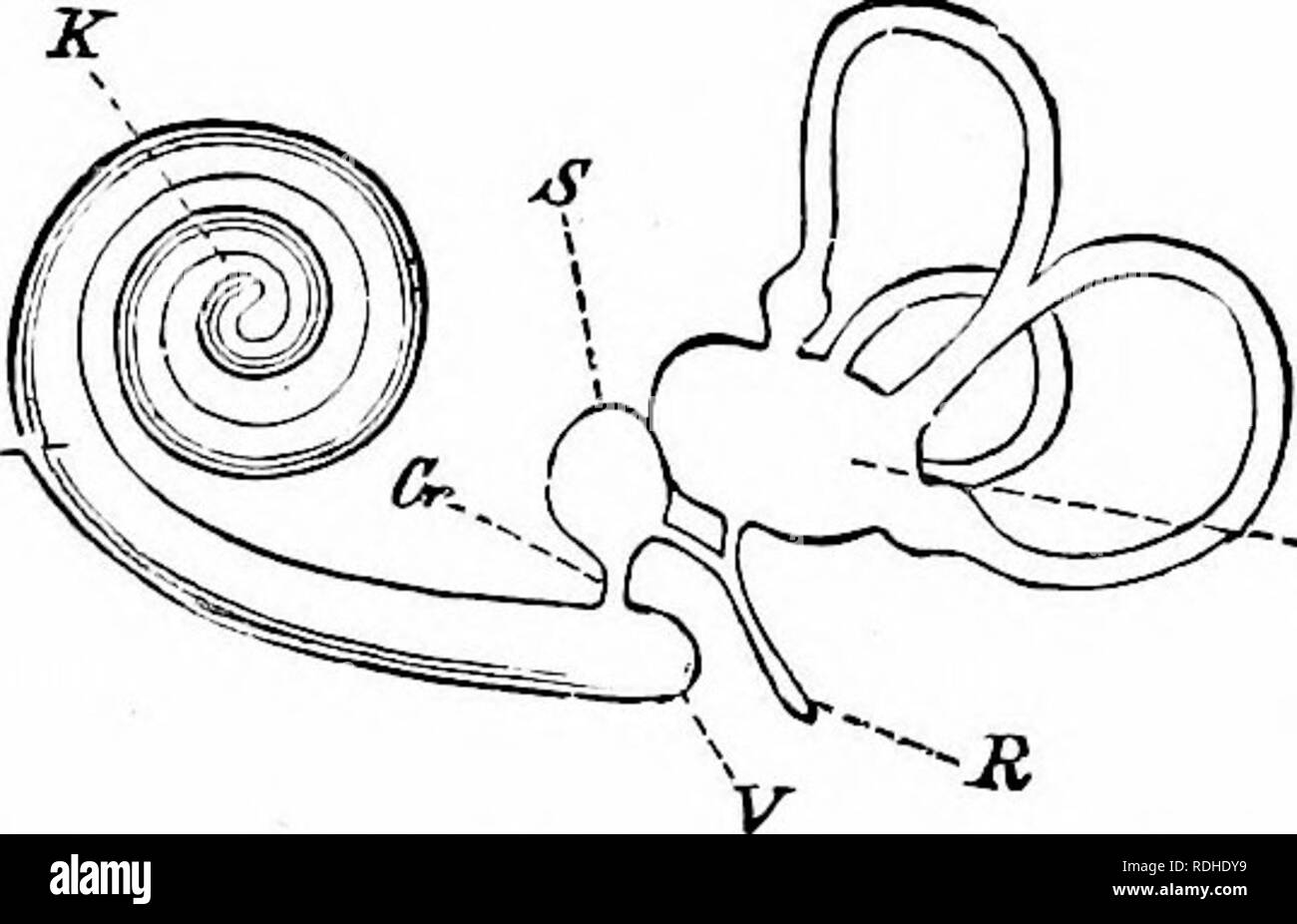 Endolymph hi-res stock photography and images - Alamy