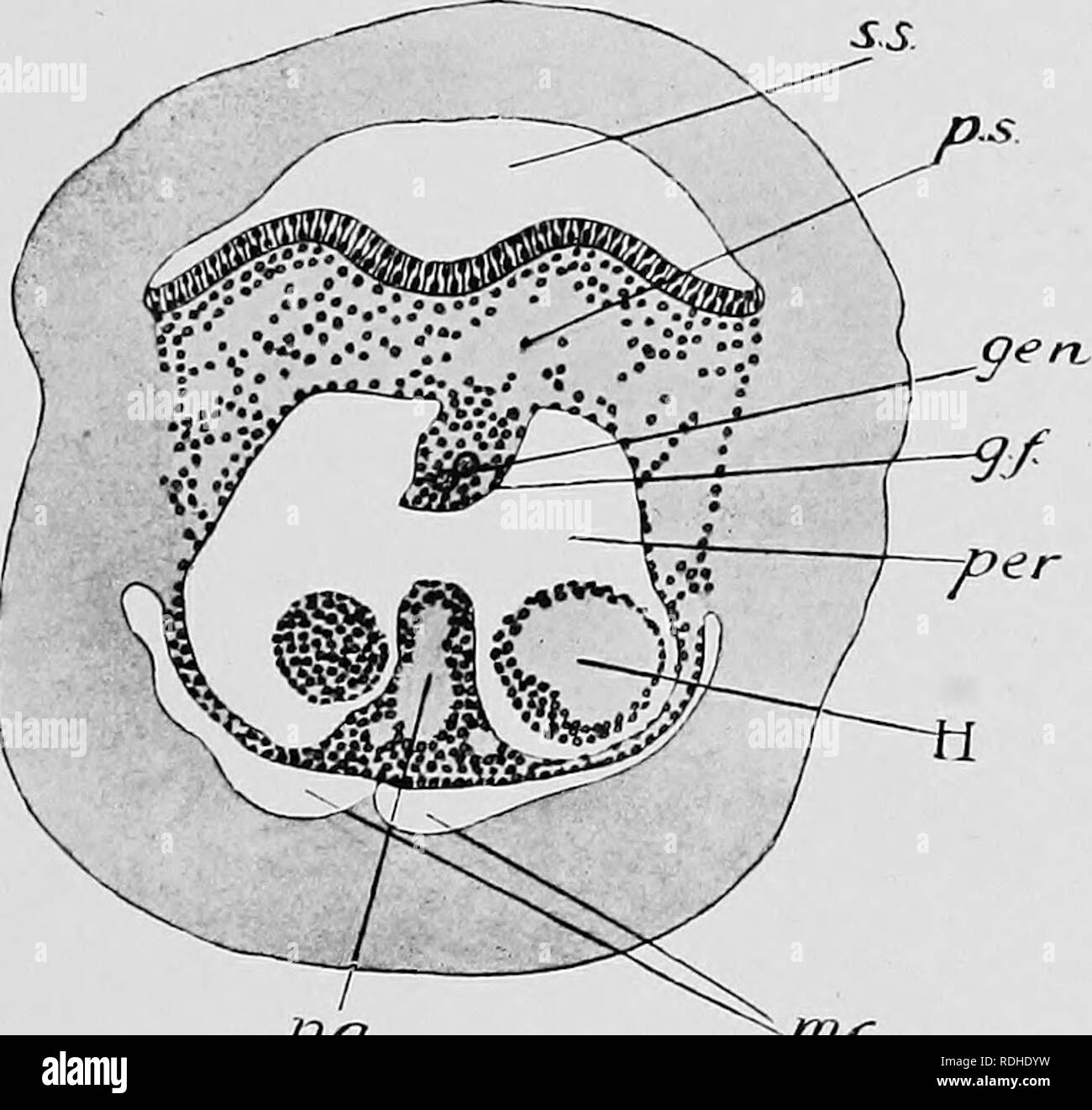 . Text-book of embryology. Embryology. IX MOLLUSCA 365 according to ...