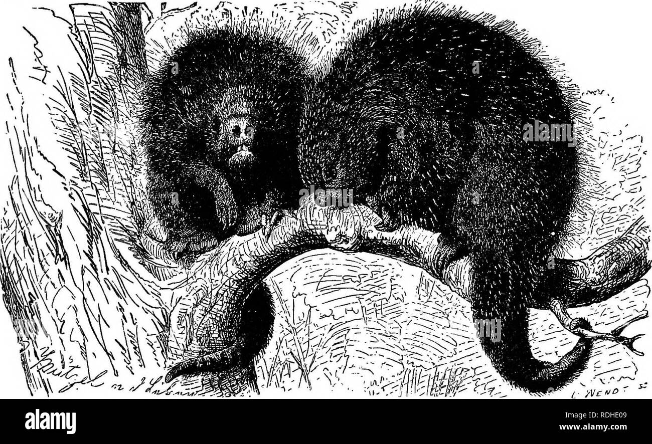 Blunt claws hi-res stock photography and images - Alamy