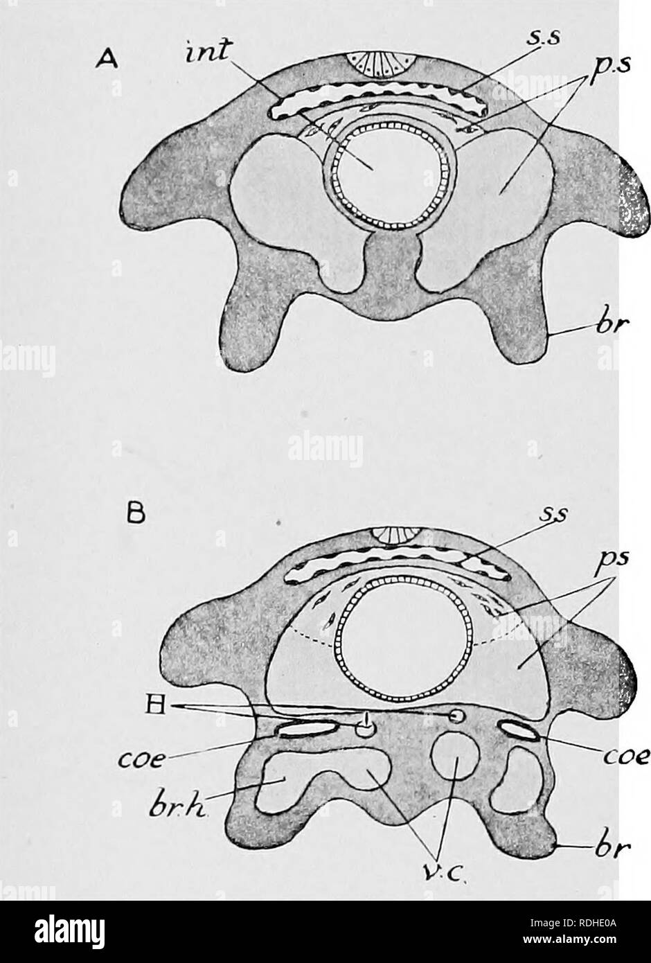 . Text-book of embryology. Embryology. 362 IIsrVERTEBEATA CHAP. splits ...