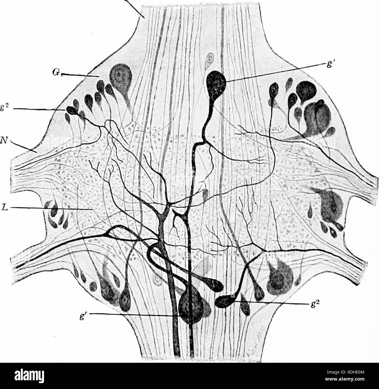 Nervous Tissue Examples