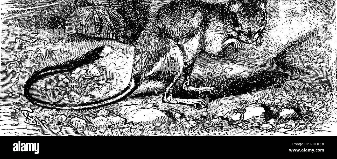 Common Mole Rat High Resolution Stock Photography and Images - Alamy