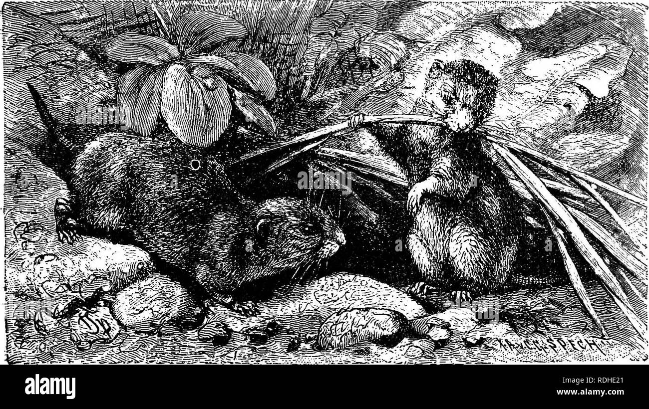 Four footed animals Black and White Stock Photos & Images - Alamy