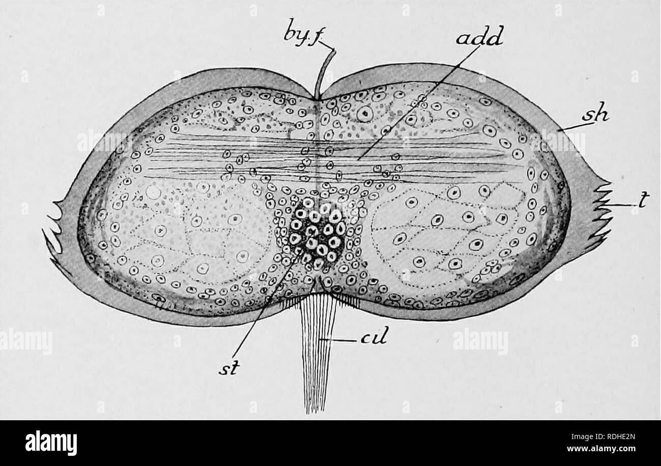 . Text-book of embryology. Embryology. 352 INVEETEBEATA CHAP ...