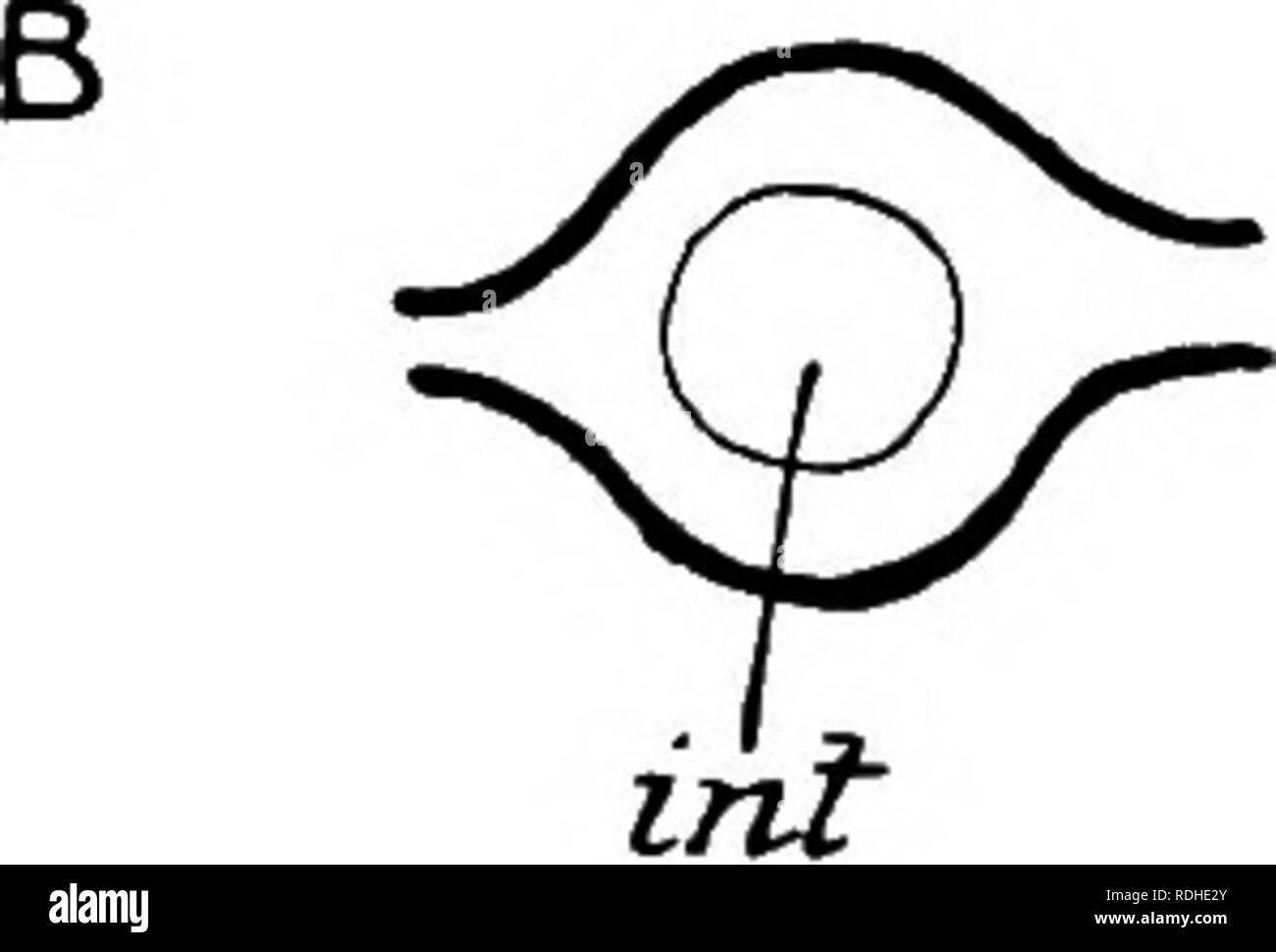 . Text-book of embryology. Embryology. IX MOLLUSCA 351 provided with a ...