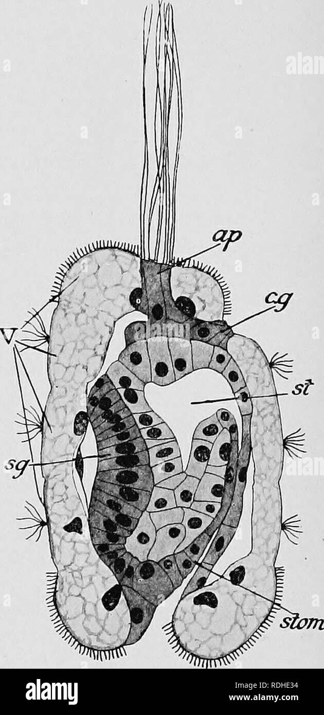 . Text-book of embryology. Embryology. Fig. 280.—The Vellger larva of Yoldia limatula, about ...