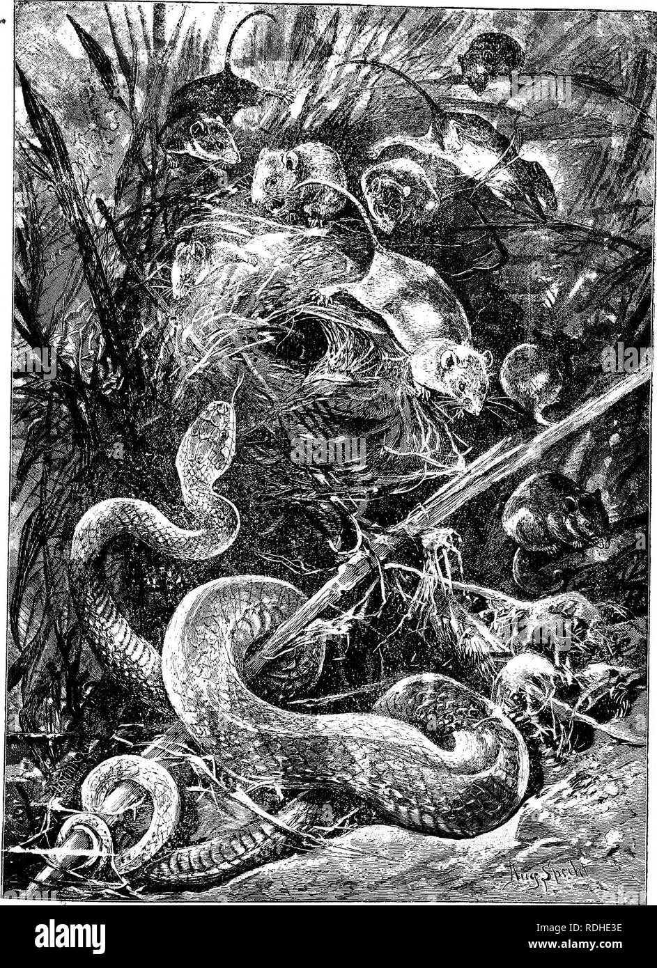 Little snake mouse Black and White Stock Photos & Images - Alamy