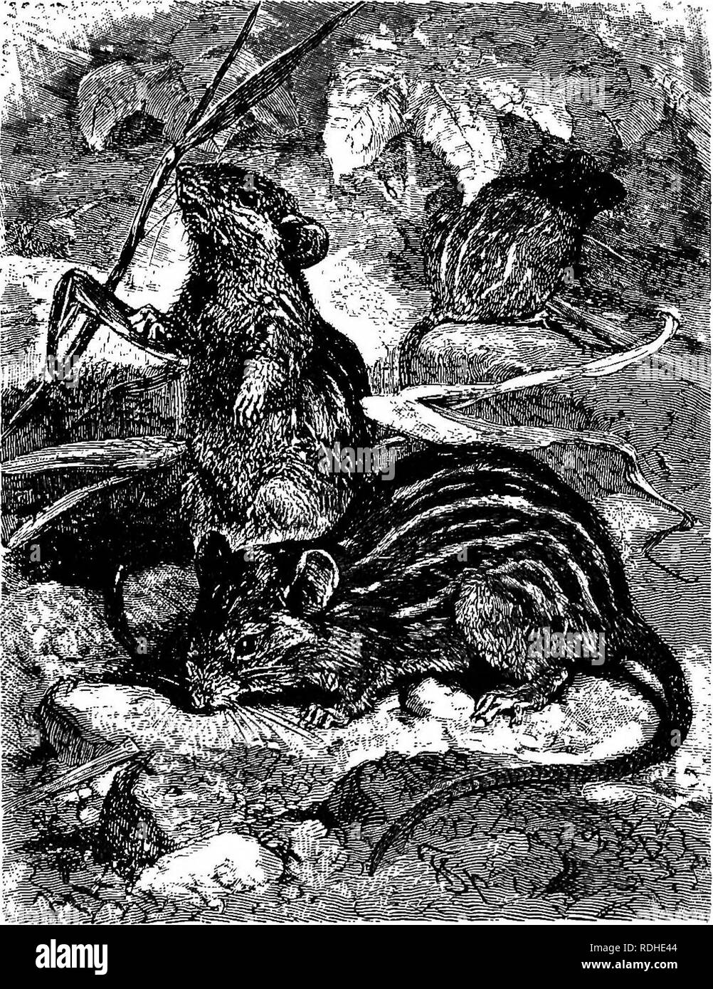 Mus musculus tail Black and White Stock Photos & Images - Alamy