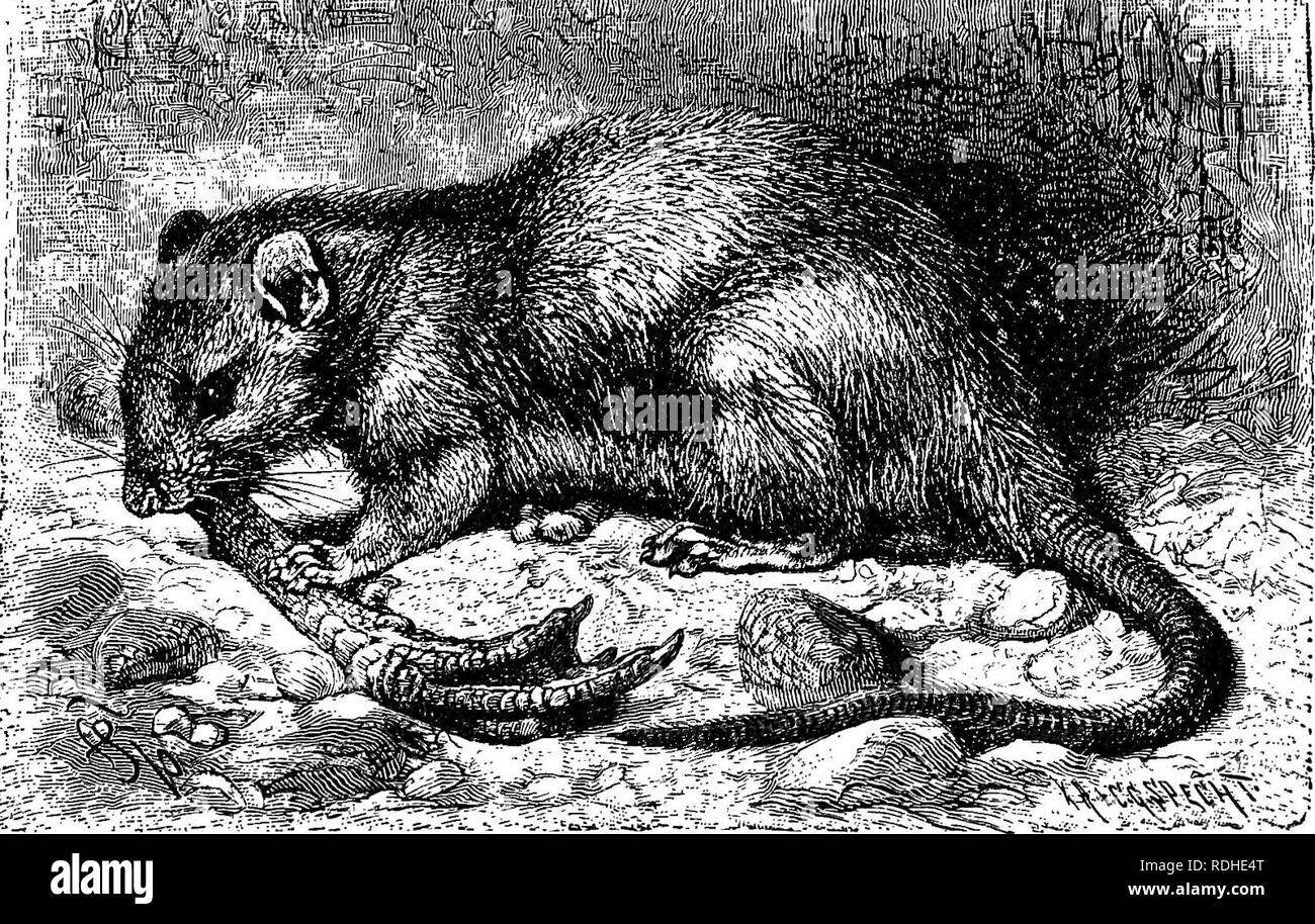 Hairless tail Black and White Stock Photos & Images - Alamy