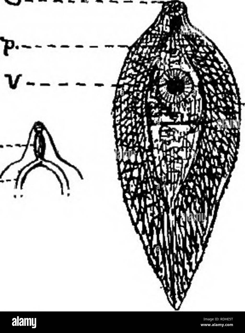 Sucker lambs hi-res stock photography and images - Alamy