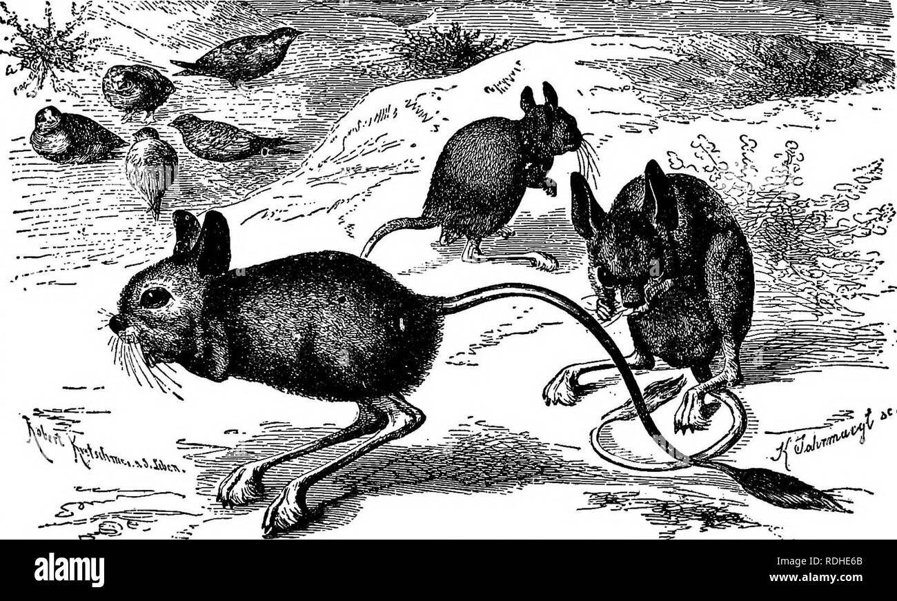 Proportionate legs hi-res stock photography and images - Alamy