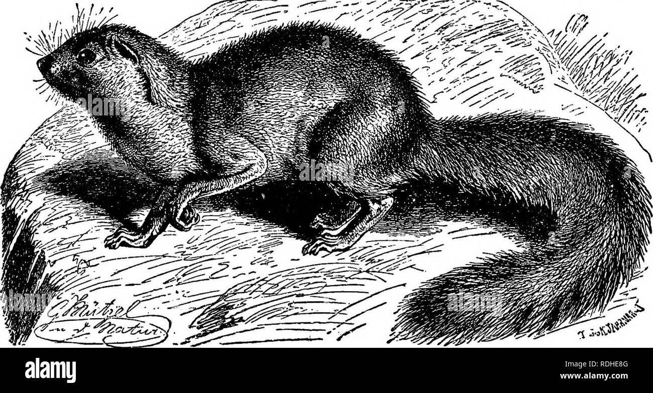 Storing food in cheek pouches Black and White Stock Photos & Images - Alamy