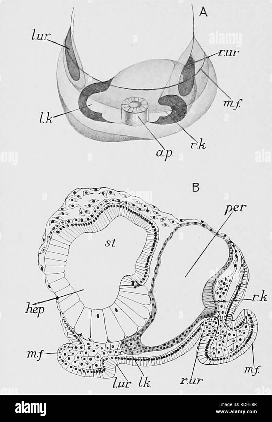 Everted gland hi-res stock photography and images - Alamy