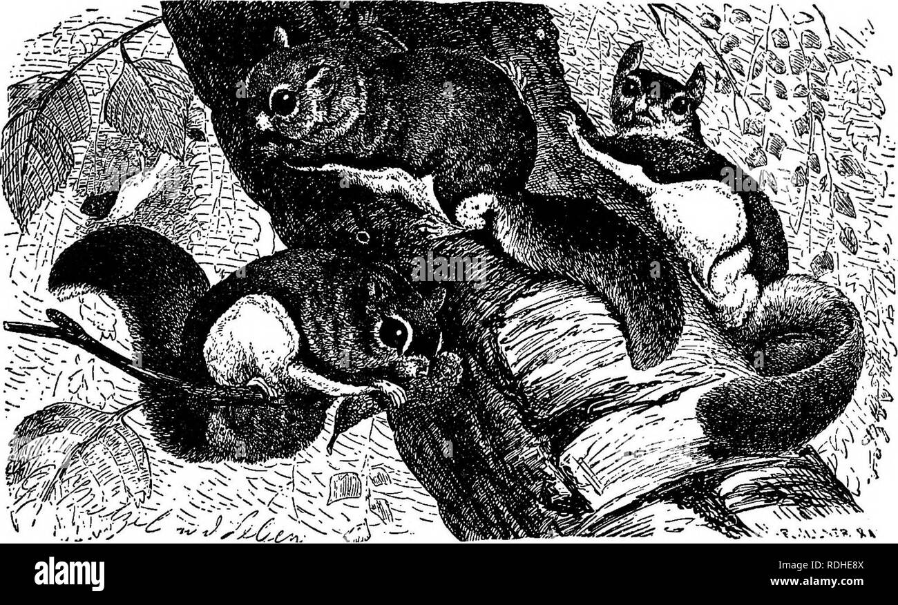 Flying squirrels pteromyini or petauristini Black and White Stock ...