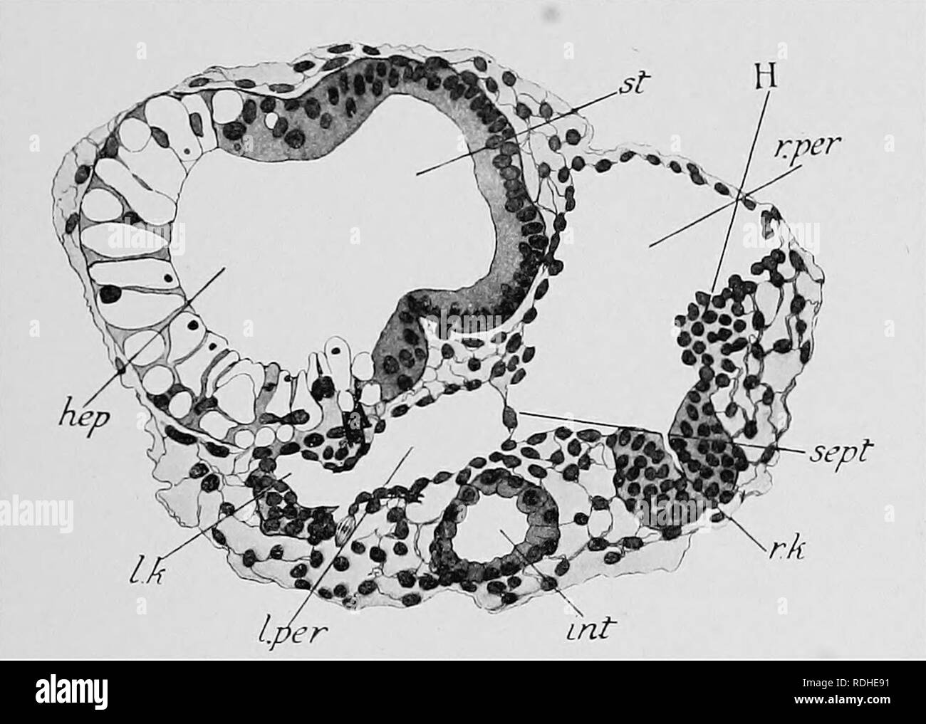 Veliger hi-res stock photography and images - Alamy