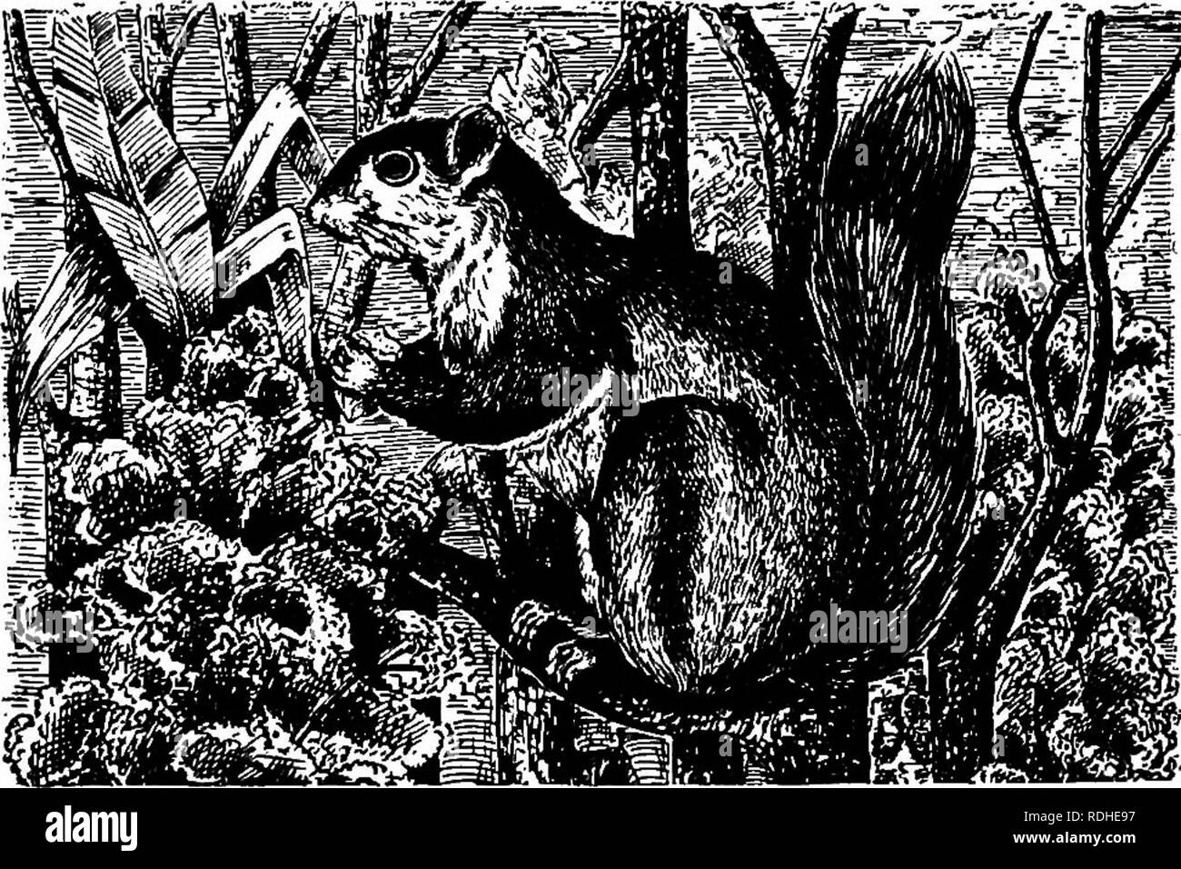 . The animals of the world. Brehm's life of animals;. Mammals. 310 THE ...