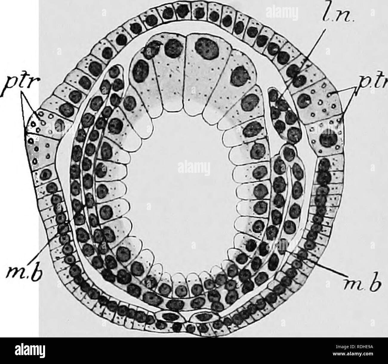 . Text-book of embryology. Embryology. Fig. 245.—Formation of the ...