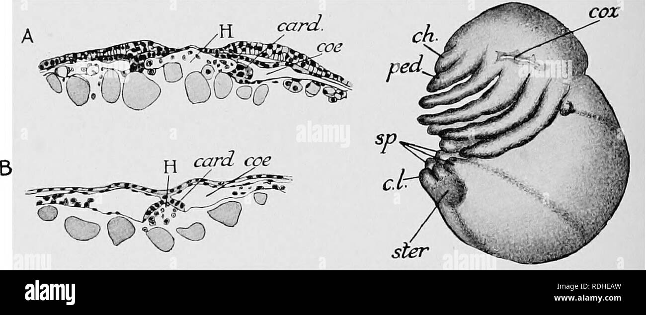 . Text-book of embryology. Embryology. 228 INVEETEBEATA CHAP. rucking ...
