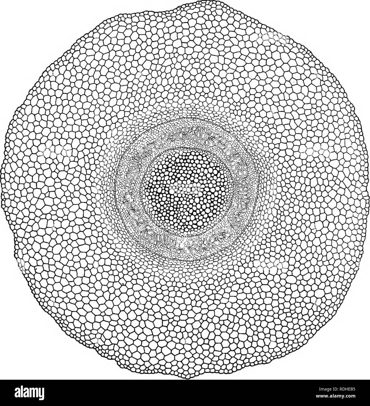 Cross section plant stem phloem xylem hi-res stock photography and ...