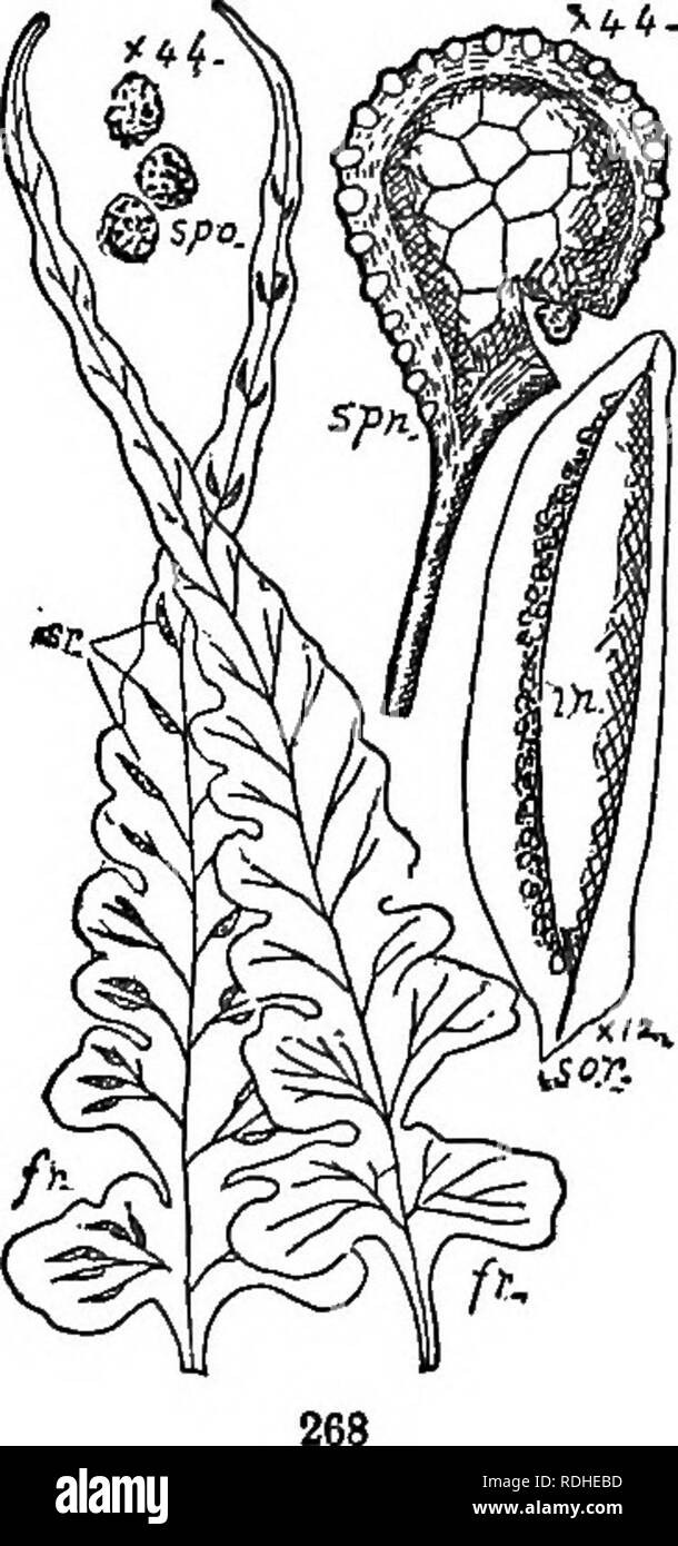. The elements of botany embracing organography, histology, vegetable ...