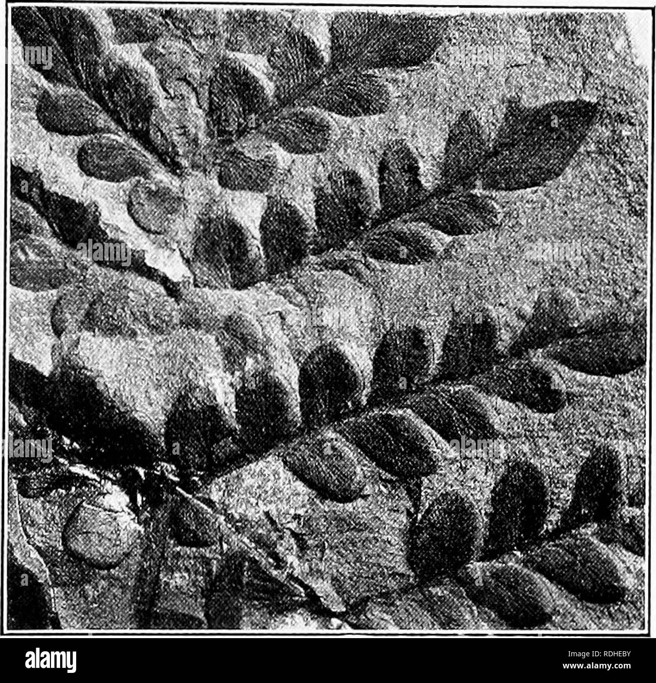 . Plant life and plant uses; an elementary textbook, a foundation for ...