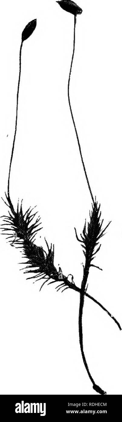 Moss seta Black and White Stock Photos & Images - Alamy