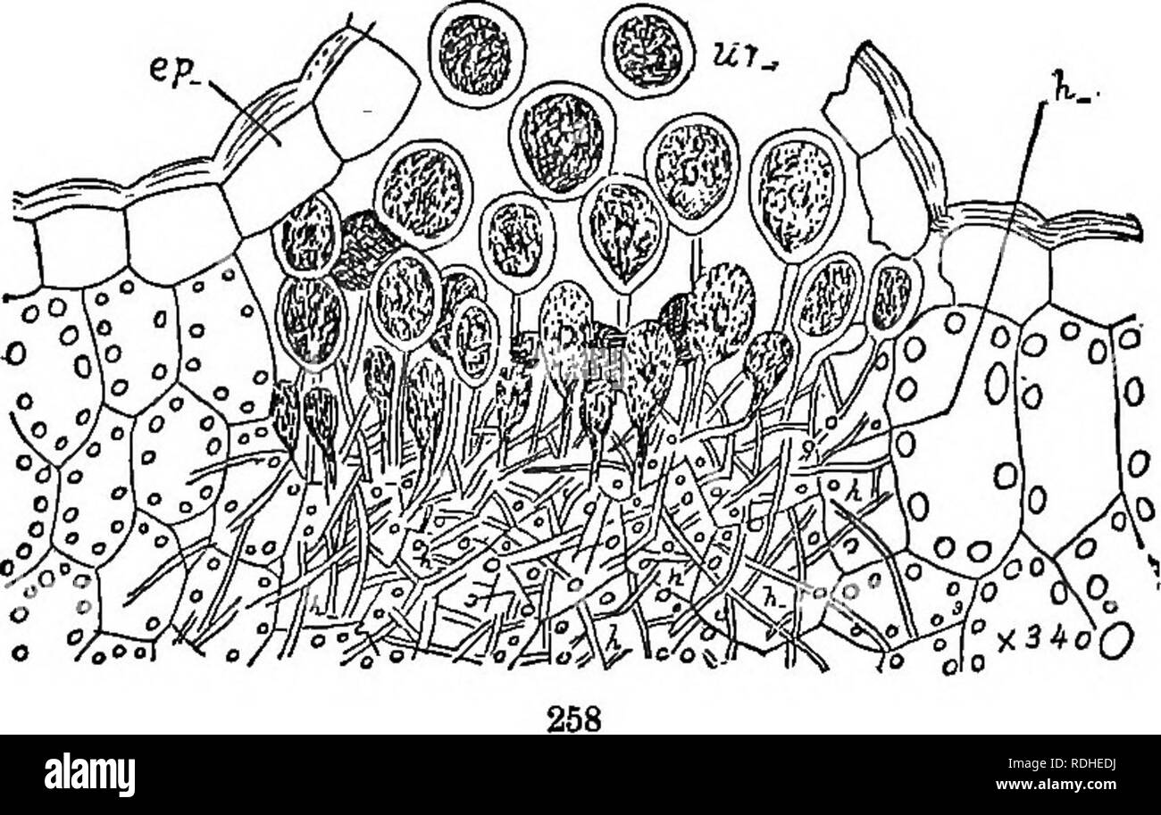 Mycelium stage Black and White Stock Photos & Images - Alamy