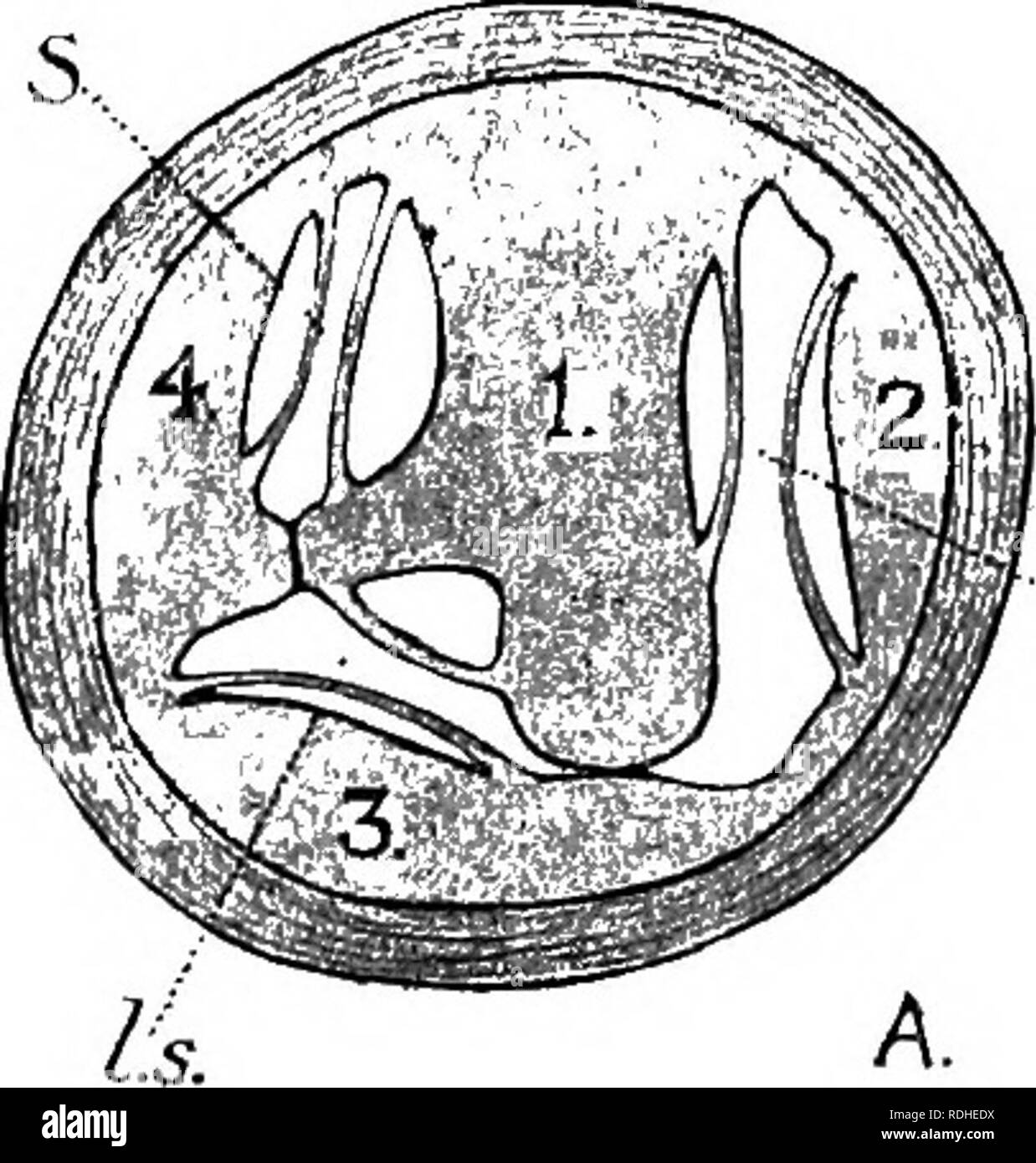 . Text-book of embryology. Embryology. 382 EMBRYOLOGY OF THE LOWER ...