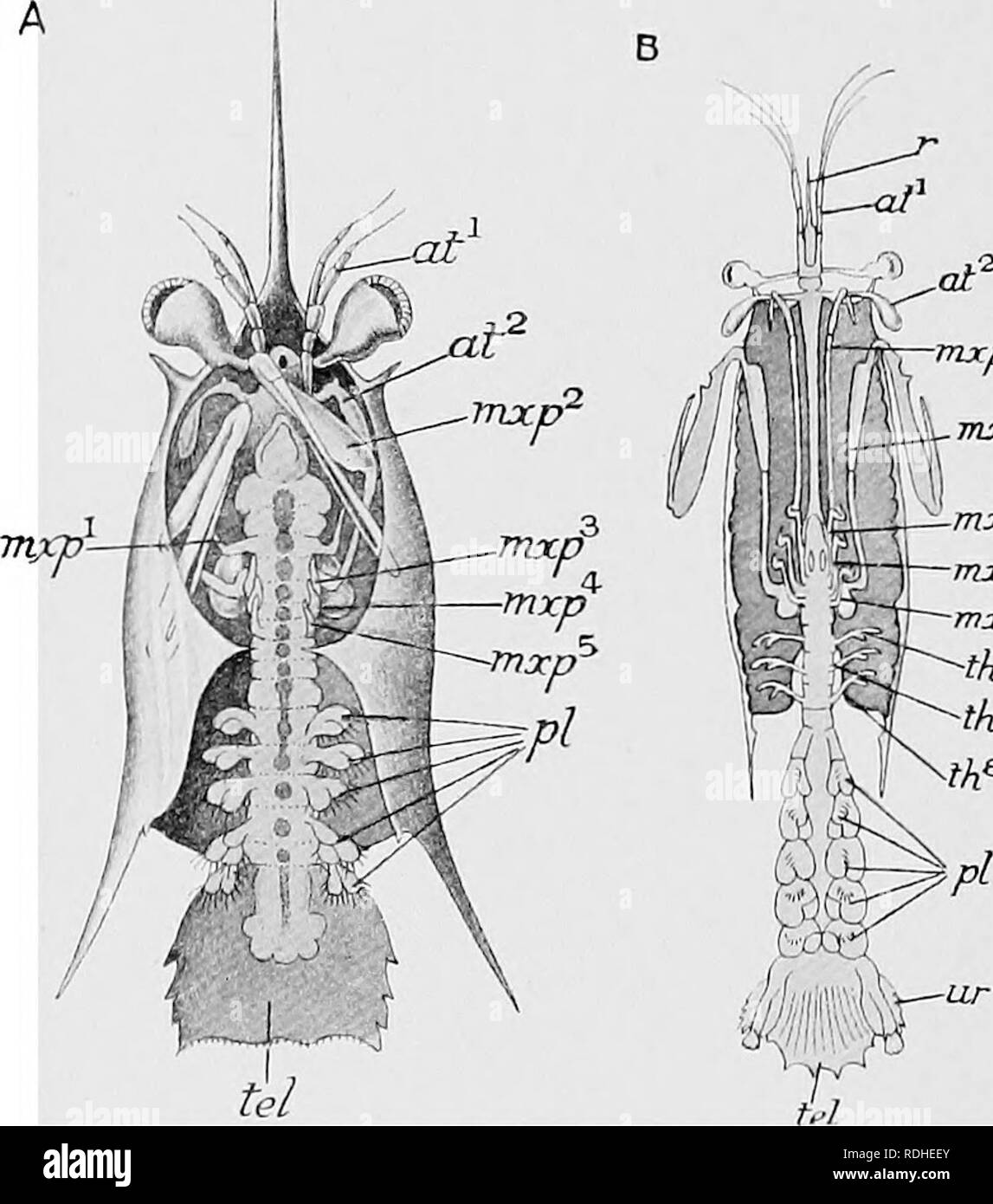 Larva legs Black and White Stock Photos & Images - Alamy