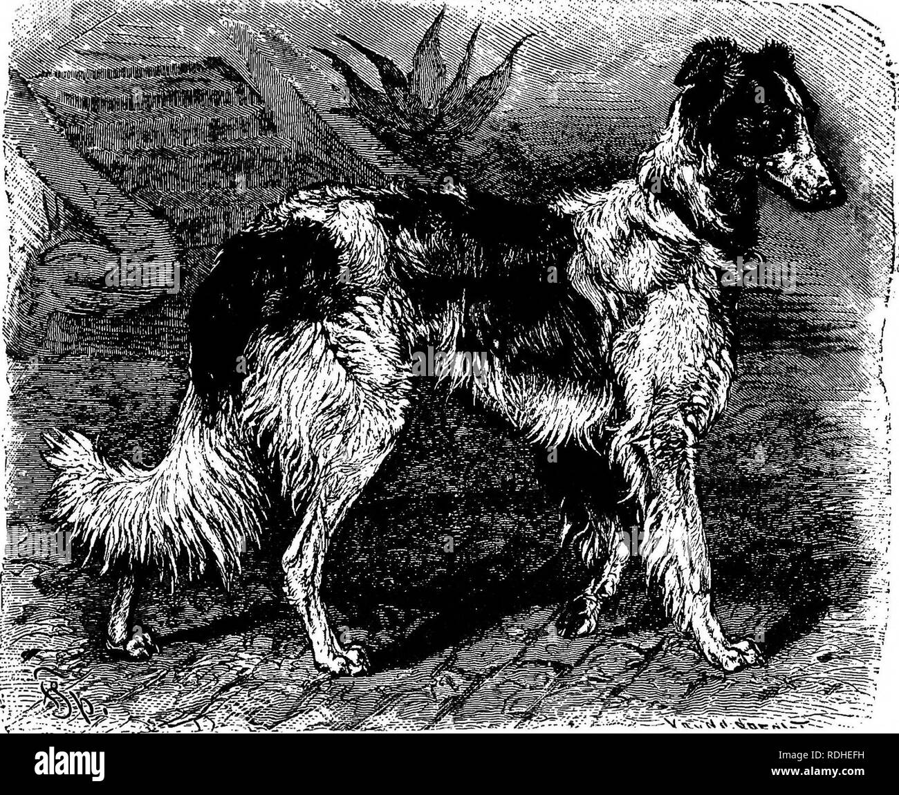 What Causes A Dog To Have A Hoarse Bark