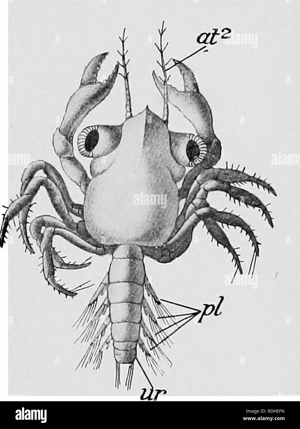 . Text-book of embryology. Embryology. Fig. 162.—"Mysis" larva of ...
