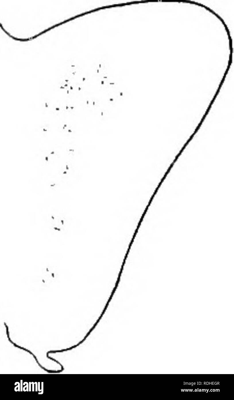 Preaxial hi-res stock photography and images - Alamy