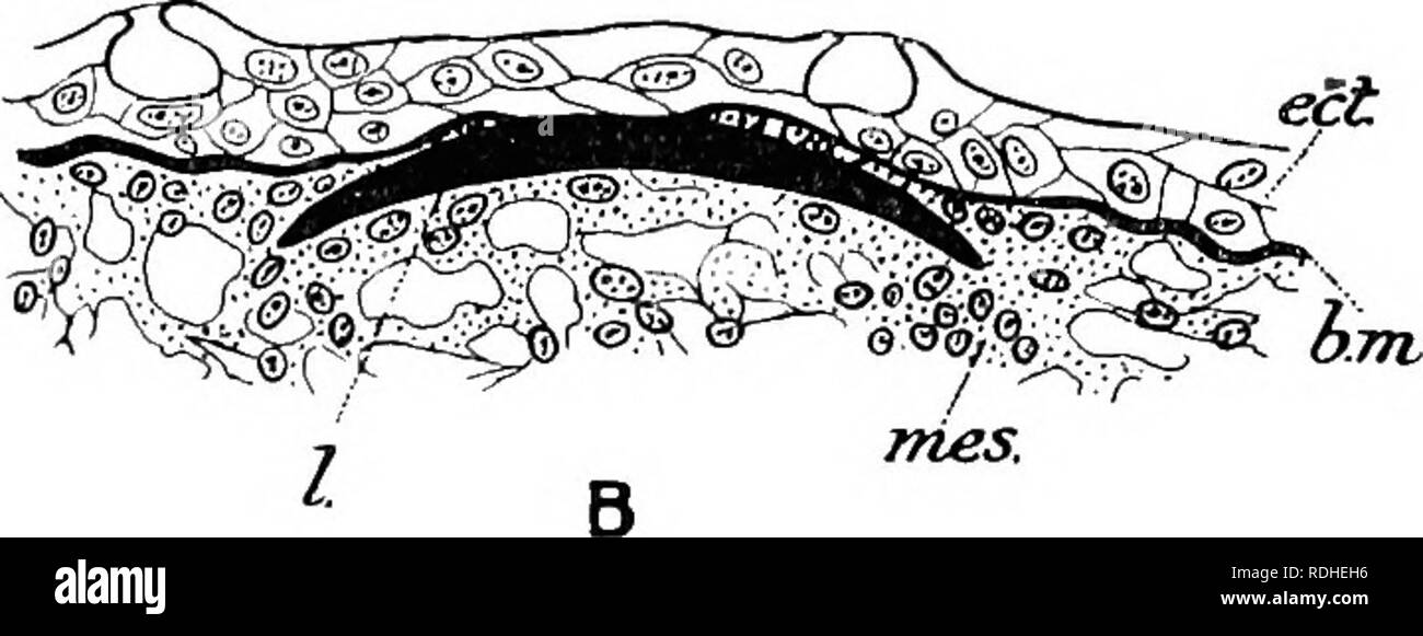 . Text-book of embryology. Embryology. vertebral arches. They arise, e ...