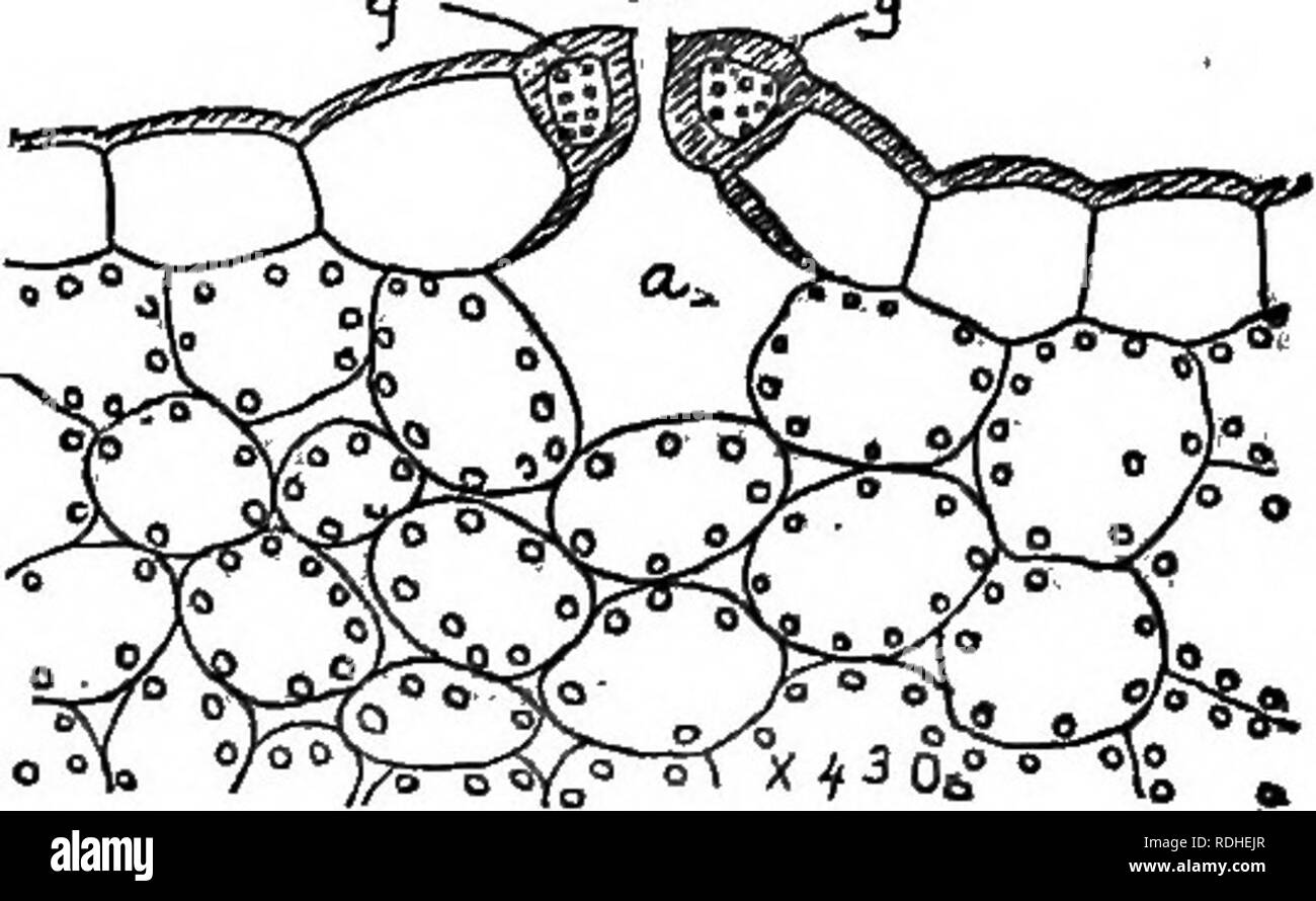 . The elements of botany embracing organography, histology, vegetable ...