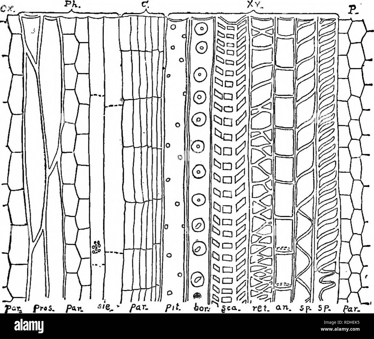 . The elements of botany embracing organography, histology, vegetable ...