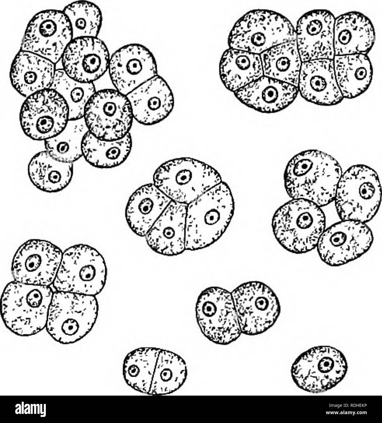 Simple Algae Drawing