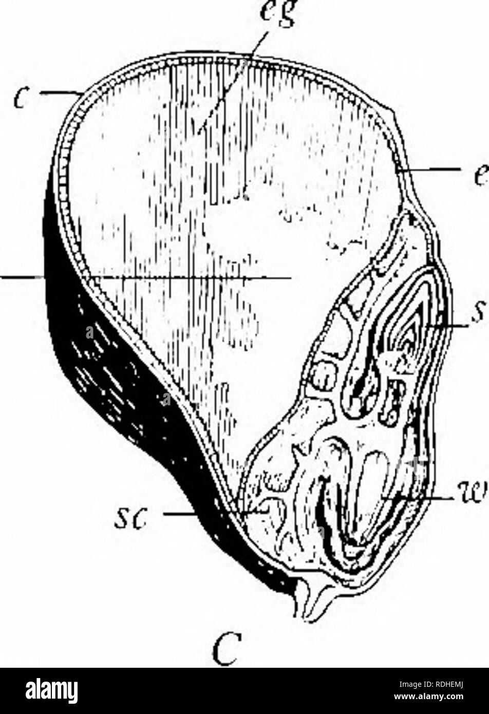 Corn embryo Black and White Stock Photos & Images - Alamy
