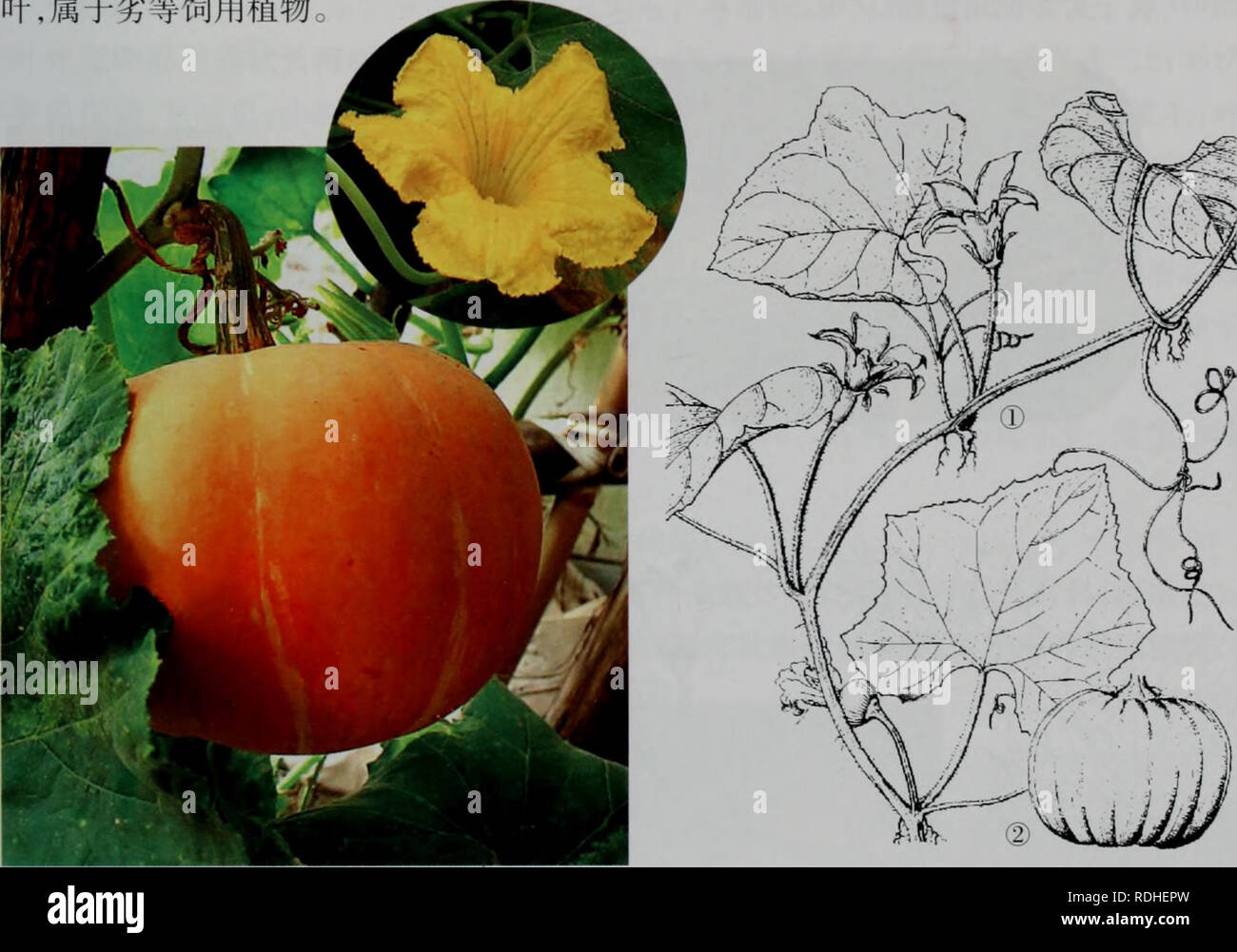 Cucurbita pepo l hi-res stock photography and images - Alamy